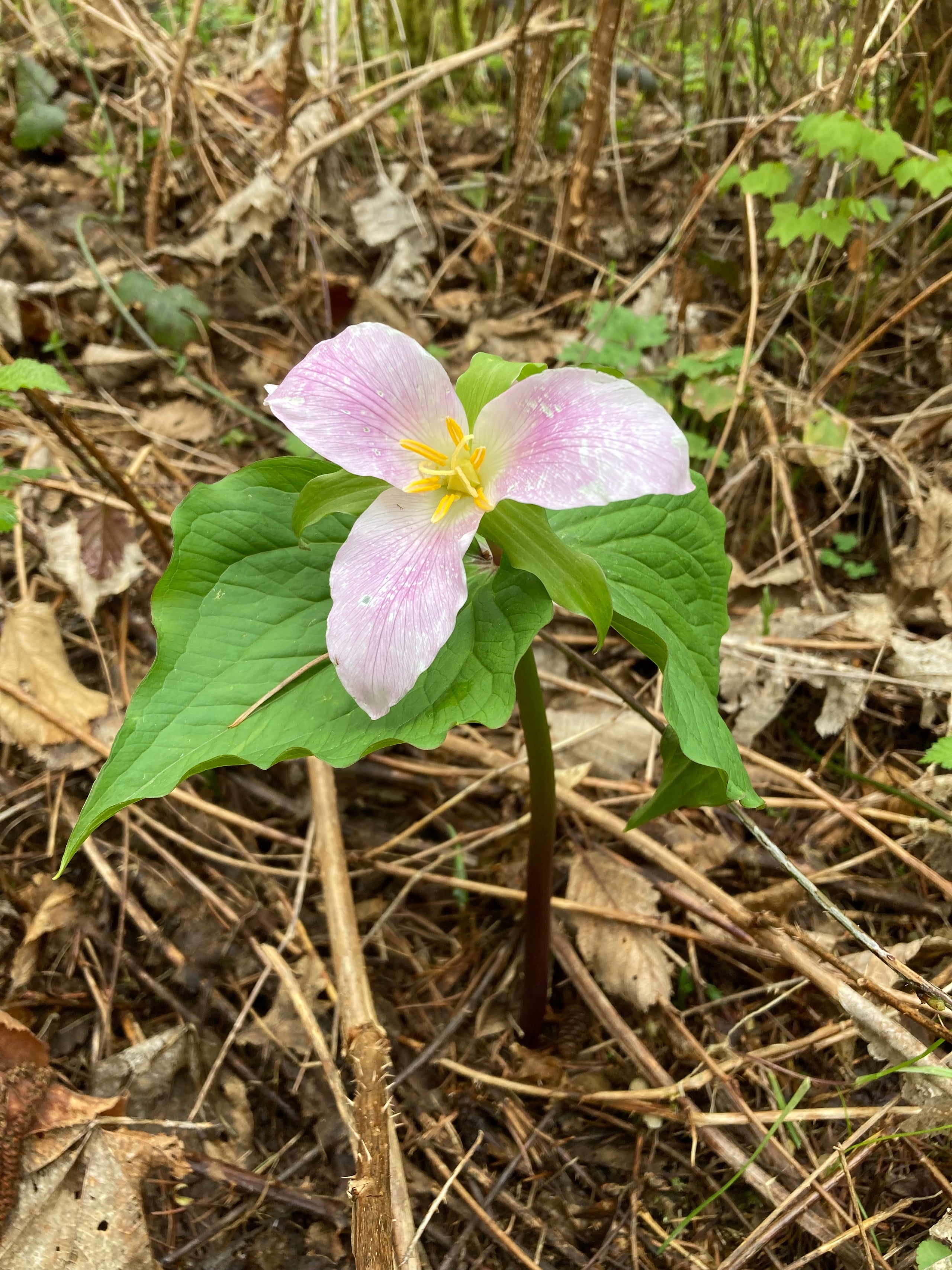 Native Plant ID Walk | Nature Nurture Farmacy
